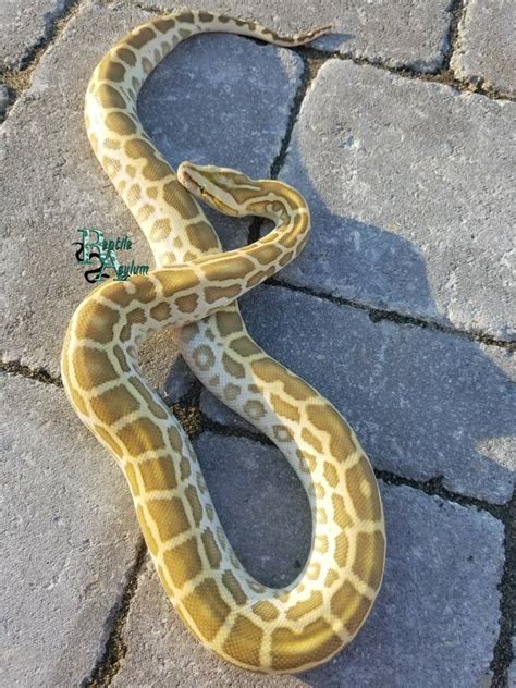Kira Hypo Burmese Python Progression Thread