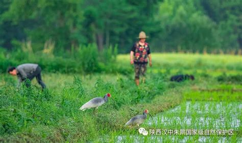 续 国家林业和草原局朱鹮保护国家创新联盟 2022年朱鹮生态摄影、微视频大赛评选结果（征询意见稿） 中国自然保护区生物标本资源共享平台