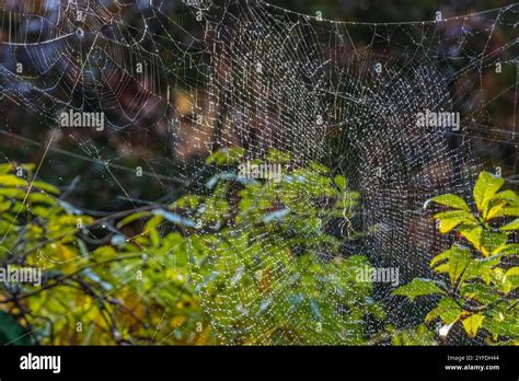 Large Joro Spider Trichonephila Clavata Web With Dew Drops At Gibbs
