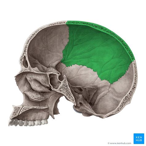 Parietal Bone Os Parietale Image Yousun Koh Occipital Anatomy