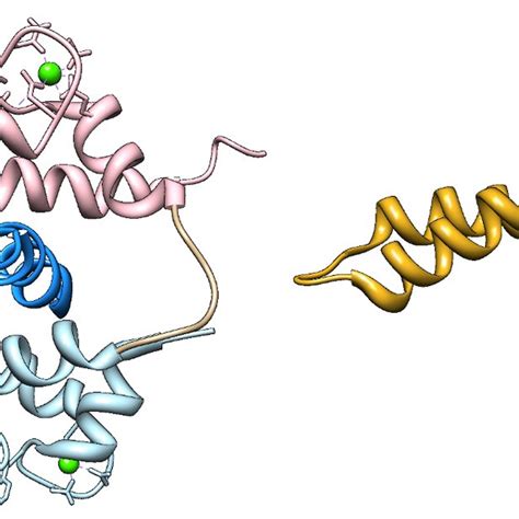 Examples Of Calmodulins Capability To Bind Diverse Download