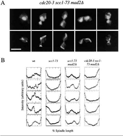 Activation Of Anaphase Promoting Complex Activity Semantic Scholar