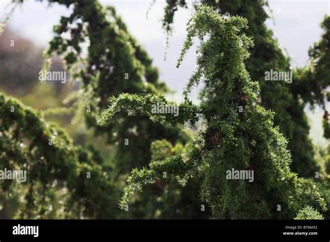 Common Juniper Juniperus Communis Levin Down Nature Reserve Sussex UK Stock Photo Alamy