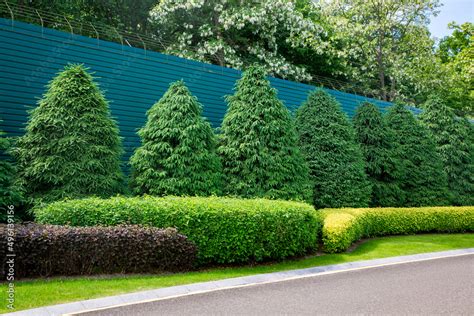 Roadside Asphalt Road With Drainage Canal With Green Plants Deciduous Bushes And Pine Trees