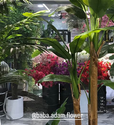 ‎بابا آدم گل،گلدان،درختچه‎ ‎♦️نام کالا گلدان فایبر گلاس مدل الماسی