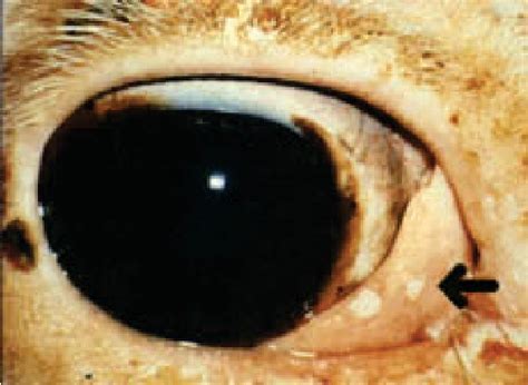 Figure 3 From Cancer Eye In Cattle Semantic Scholar