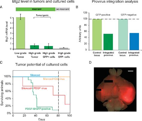 Figure 4 From Tumor Progression And Oncogene Addiction In A Pdgf B Induced Model Of