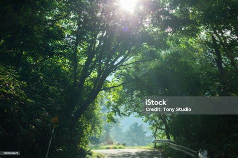 공공 공원 정원에서 녹지 흐림과 보케 벽지 배경에 햇빛과 아름다운 자연보기 녹색 잎을 닫습니다 풍경 신선도 및 복사 공간 개념입니다 0명에 대한 스톡 사진 및 기타 이미지