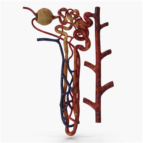 3d Nephron Models Turbosquid