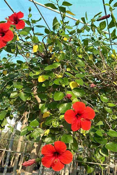 Hibiscus Shrub