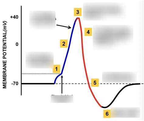 Phases Of The Action Potential Diagram Quizlet