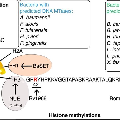 Schematic Representation Of Identified Bacterial Effectors Targeting