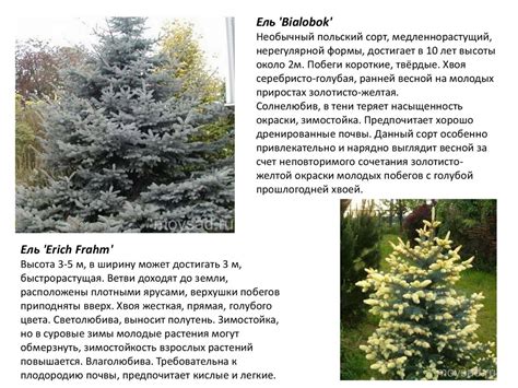 Ассортимент хвойных растений для озеленения в Сибири презентация онлайн