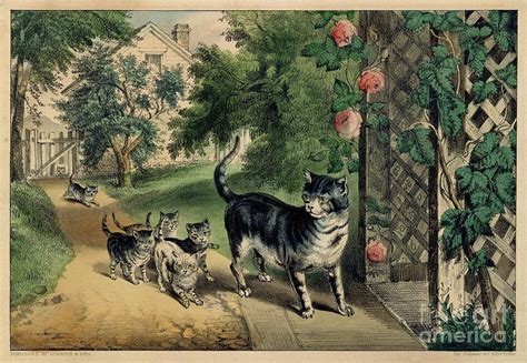 Pussys Return By Heritage Images
