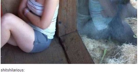 Youll Go Ape For It Imgur