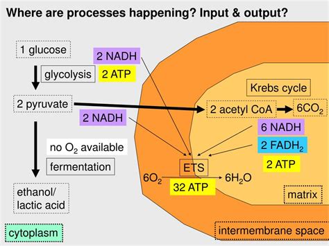 PPT How Much ATP Does Glucose Breakdown Produce PowerPoint Presentation ID
