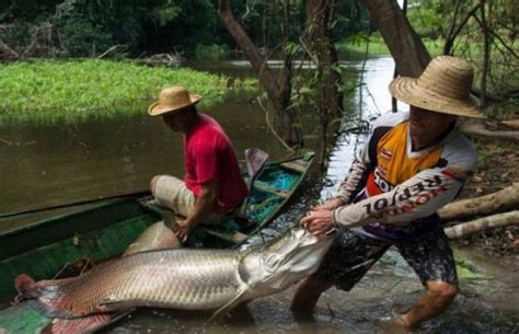 ამაზონის მდინარე და მისი საშიში ბინადრები