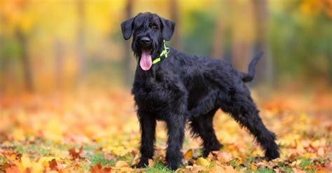 Giant Schnauzer Colors Rarest To Most Common A Z Animals