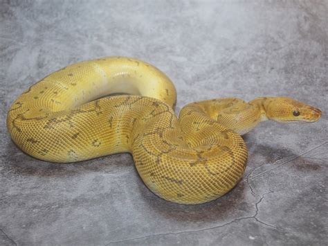 Clown Ball Python Traits Morphpedia