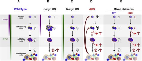 Hematopoietic Stem Cell Function And Survival Depend On C Myc And N Myc