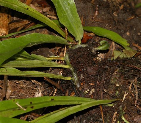 Microsorum Punctatum Flickr Microsorum Punctatum Flickr