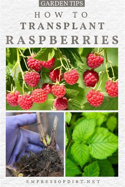 How To Transplant Raspberry Bushes Artofit