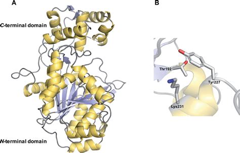 Crystal Structure Of An R Domain A The Crystal Structure Of The R Download Scientific