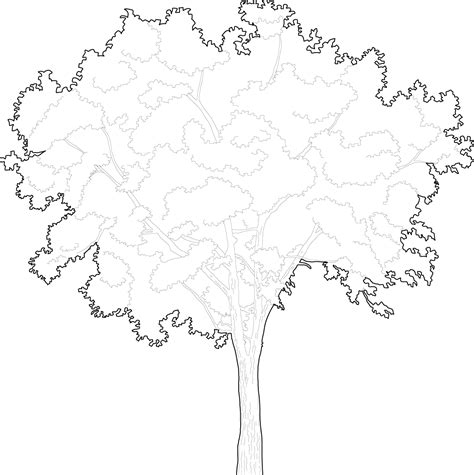 Deciduous Tree Cad Trees Free Dwg Cad Block PIMPMYDRAWING