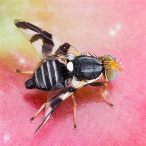Régie De Production De Longues Cannes De Framboises Biologiques Hors