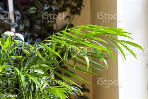 실내 아레카 야자수 가정 장식을 위한 커튼의 배경에 식물 0명에 대한 스톡 사진 및 기타 이미지 0명 Dypsis 나무 Istock