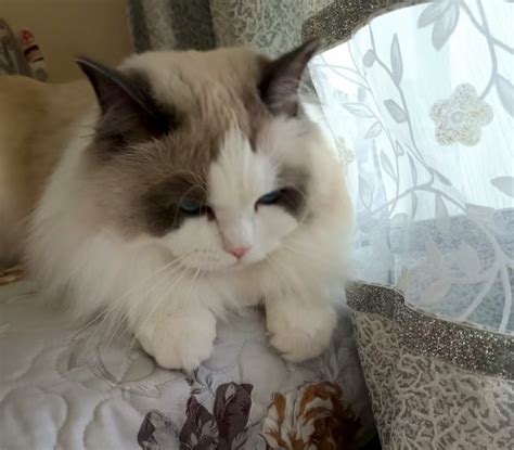 【qt开发】按钮类控件（一） ＞ Qpushbutton Csdn博客