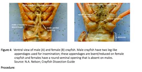 Crayfish Dissection Ventral