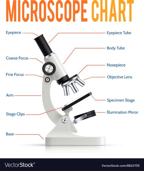 Realistic Microscope Parts Infographic Royalty Free Vector