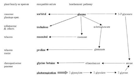 Compatible Solutes Preferentially Synthesized In Some Plant Families Download Scientific