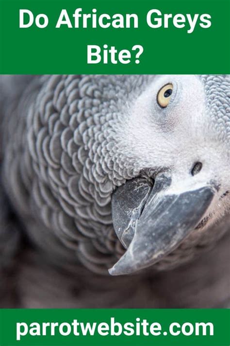Do African Greys Bite Explained Parrot Website