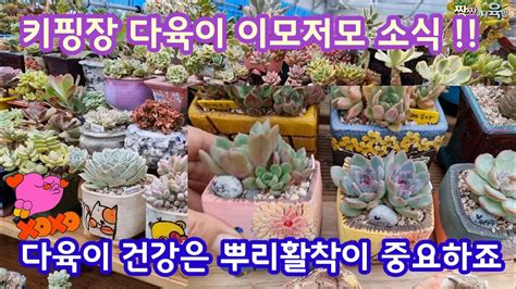 키핑장 다육이 살피니 마음이 놓이네요 🌸분갈이한 다육이도 자리를 잡고 물반응도 보여요🪴 Youtube