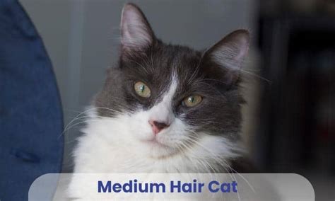 Short Hair Vs Medium Hair Cat Similarities And Differences