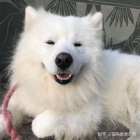 盘点“绰号”最有趣的6种狗狗，外号比名字还响亮！ 知乎