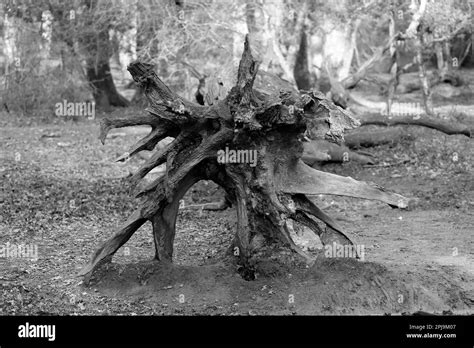 Fallen Tree In The Forest Showing Exposed Roots Black And White Photograph Stock Photo Alamy