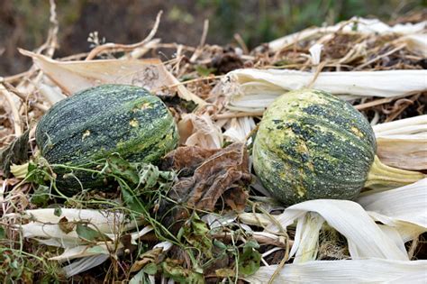 가을에 쓰레기 더미에 썩은 호박 과일 쓰레기통에 남은 음식과 야채 0명에 대한 스톡 사진 및 기타 이미지 0명 10월 개념 Istock