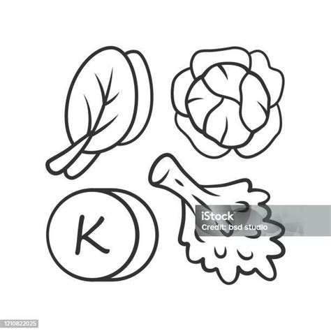 비타민 K 선형 아이콘입니다 식용 채소와 양배추 건강한 음식 미네랄 항산화 제 공급원 적절한 영양 가는 선 그림입니다 등고선 기호입니다 벡터 절연 도면 편집 가능한 스트로크