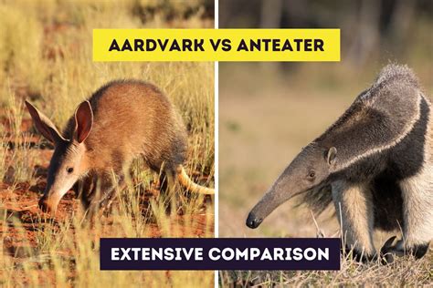Aardvark Vs Anteater Extensive Comparison Between Them