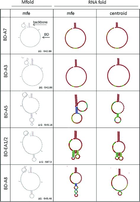 Rna Secondary Structure Predictions Of Designed 5 0 Exon Replacement Download Scientific