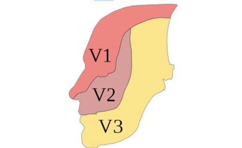 Face Scalp Flashcards Quizlet