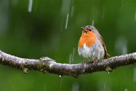 Birds Playing In Rain Natural Sound Of Rain And Birds