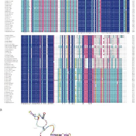 Sequence Conservation And Secondary Structure Of Bvs091 A Sequence