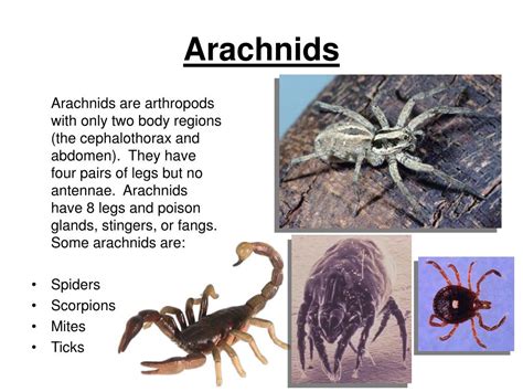Arachnid Diagram