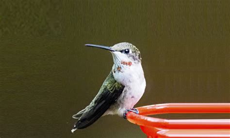 Fun Facts About Our Hummingbirds