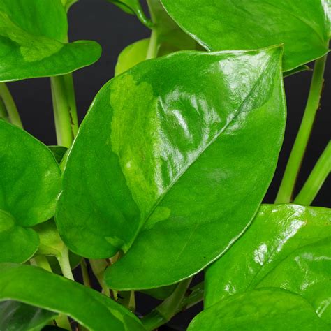 Global Green Pothos Epipremnum Aureum Global Green