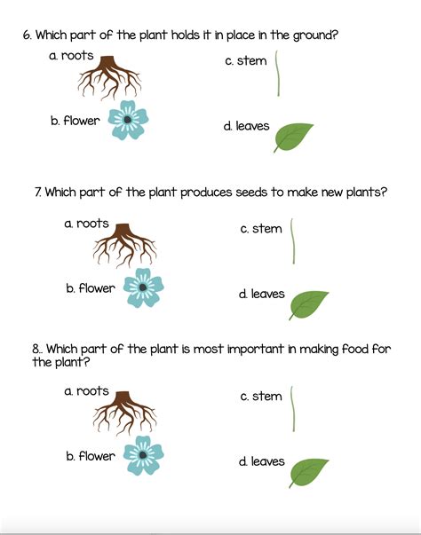 First Grade Plant Test Made By Teachers